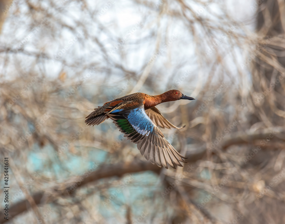 Drake Cinnamon teal in flight Stock Photo | Adobe Stock