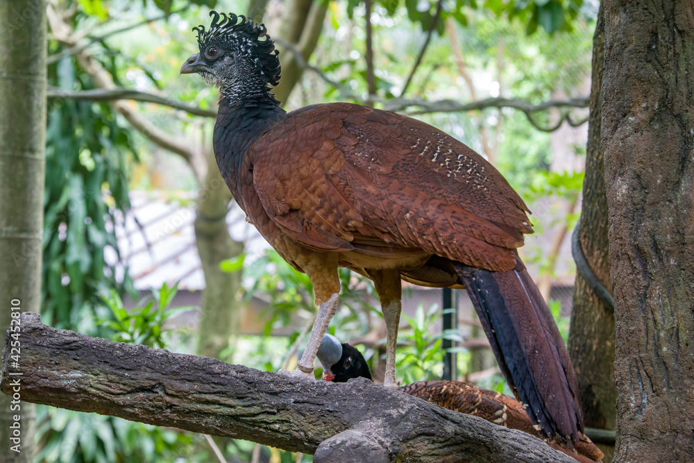 A female great curassow (Crax rubra) with rufous morph. A large ...