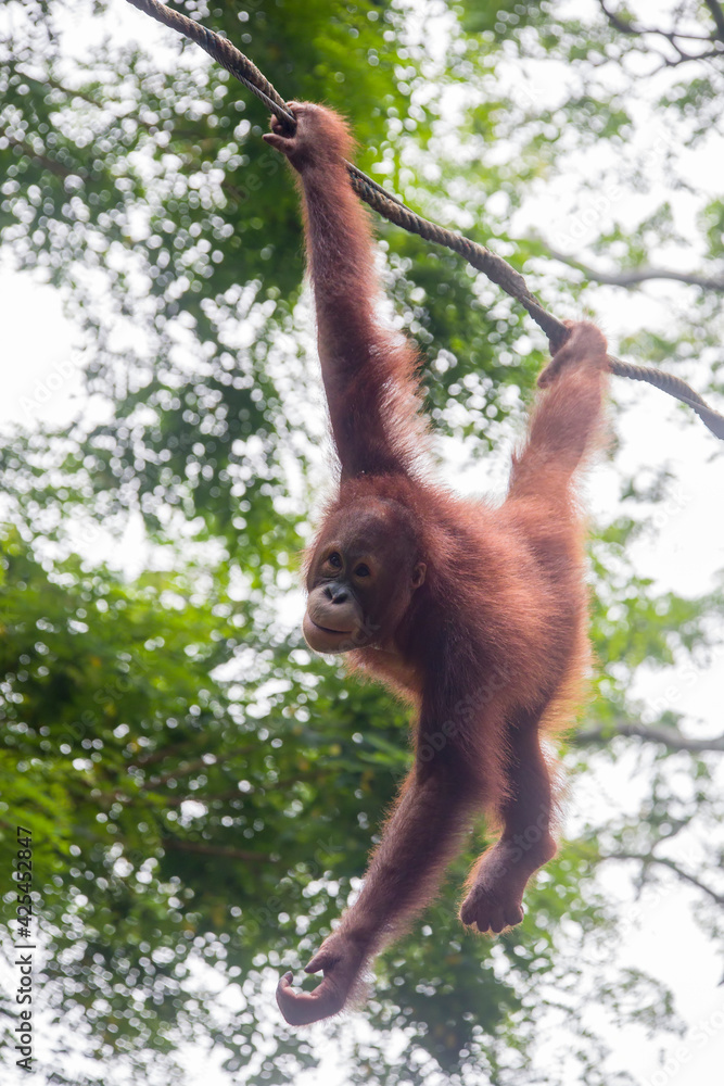 a baby Bornean orangutan is hanging on rope The orangutan is a ...
