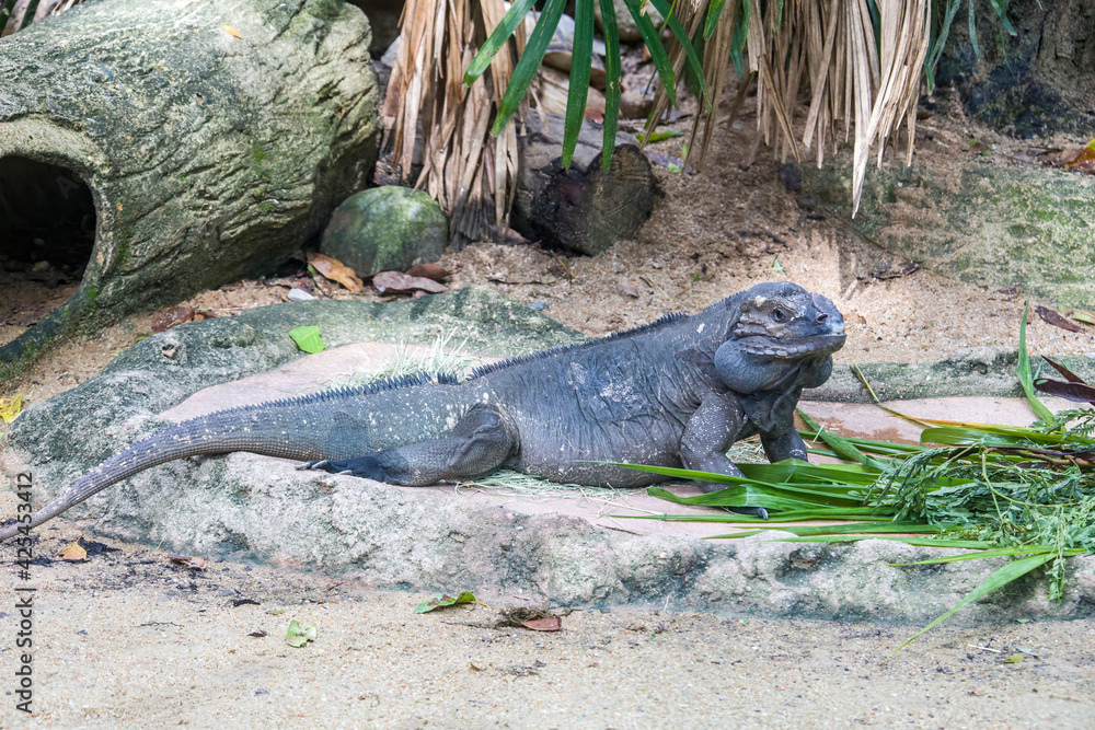 The rhinoceros iguana (Cyclura cornuta) is a threatened species of ...