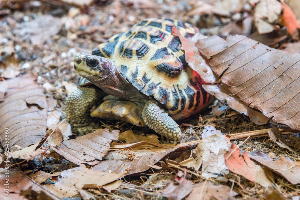 Flat-backed spider tortoise (Pyxis planicauda) is a tortoise that ...