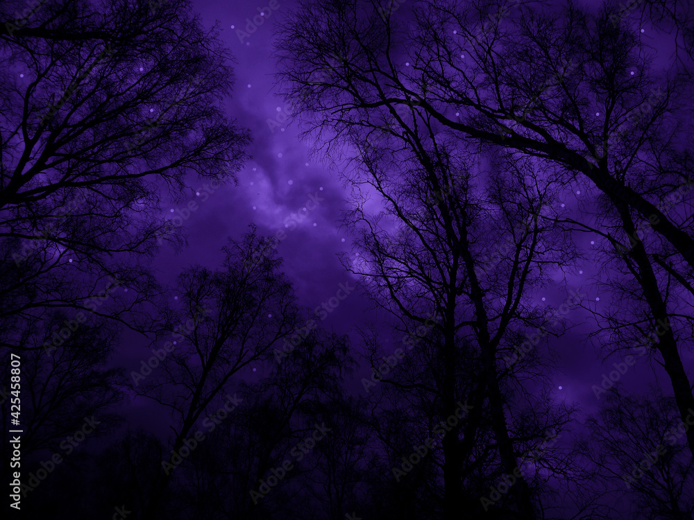 Beautiful Forest At Night Hd