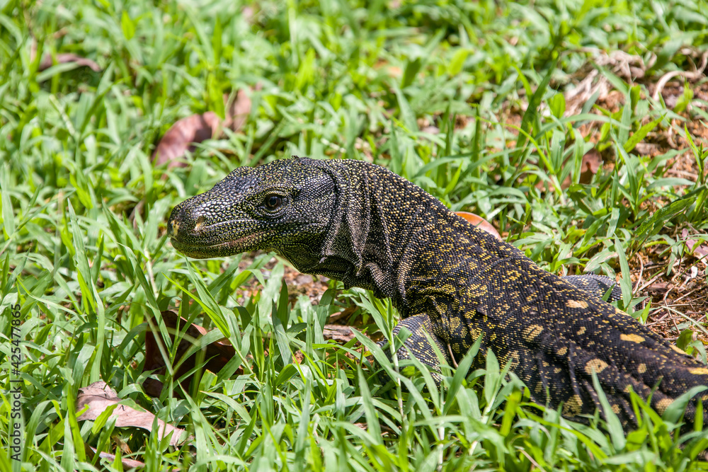 Salvadori's monitor (Varanus salvadorii) is one of the longest lizards ...