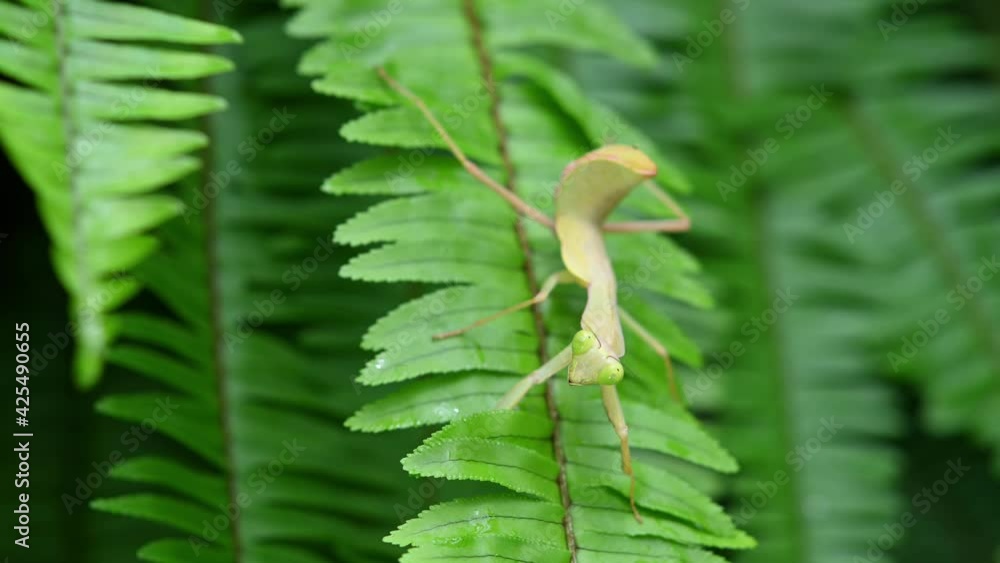 Praying Mantis, Rhombodera megaera, Thailand; light brown and green ...