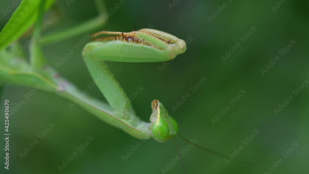 Praying Mantis, Rhombodera megaera, Thailand; a close up capture of ...