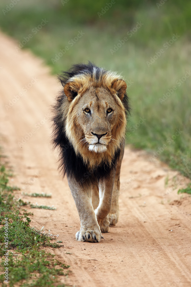 Big male lion, Transvaal or the Southeast African lion (Panthera leo ...