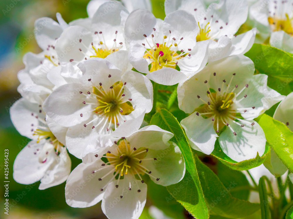 Fleurs de poiriers Stock Photo | Adobe Stock
