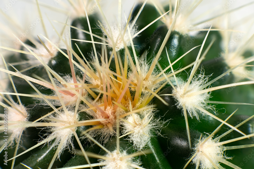 Microscopic view of Green cactus with long sharp spines, close-up shot ...