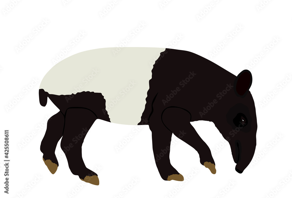 Malayan tapir vector illustration isolated on white background. Tapirus ...