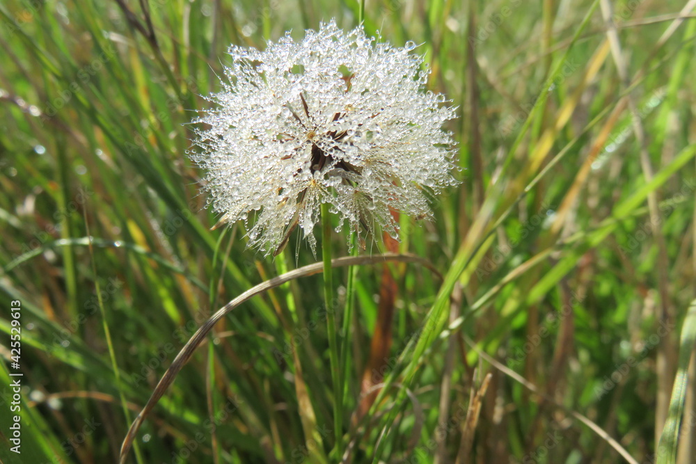 Closeup photo of a magical Dandelion blossom with dew droplets on the ...
