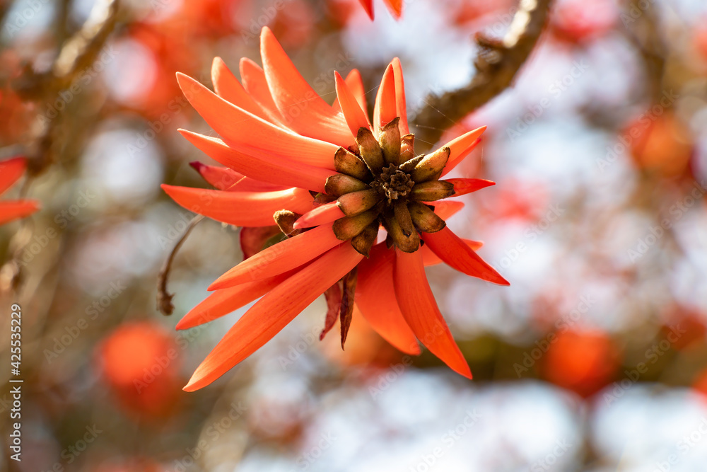 Erythrina caffra, the coast coral tree or African coral tree, is native ...
