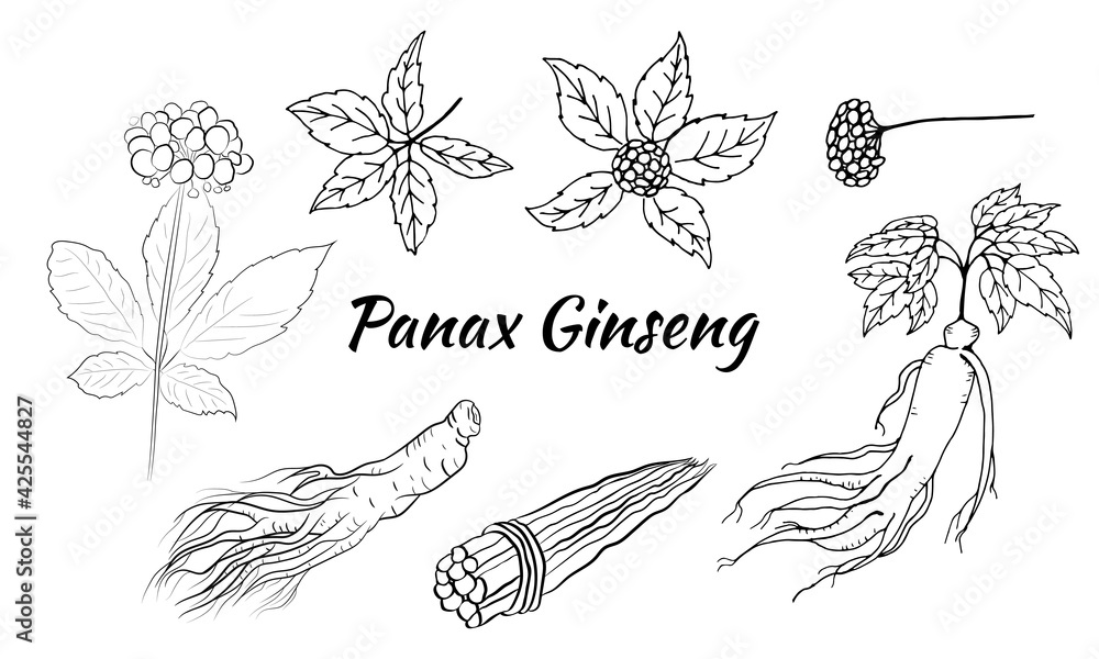 Drawing of leaves and root of ginseng. Ginseng root and berry vector ...