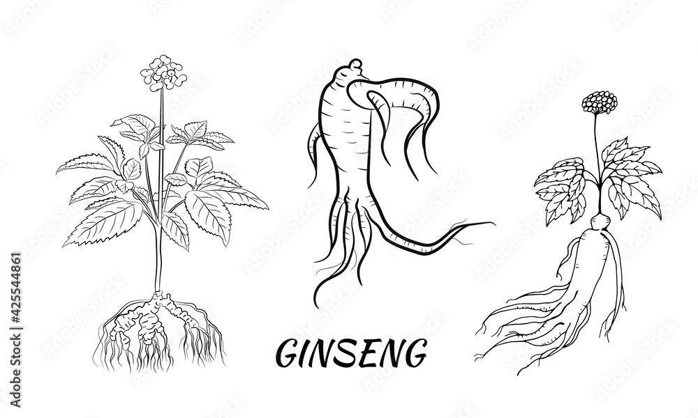 Drawing of leaves and root of ginseng. Ginseng root and berry vector ...