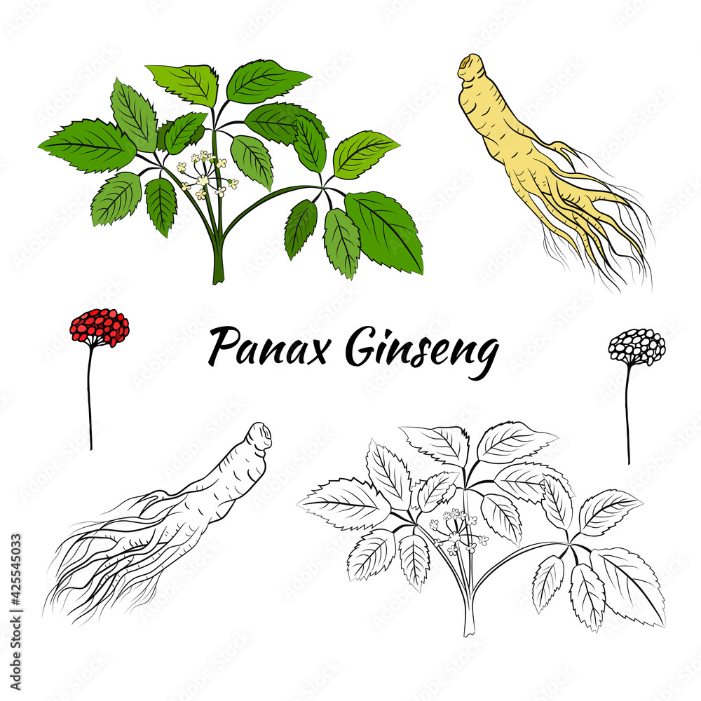 Drawing of leaves and root of ginseng. Ginseng root and berry vector ...