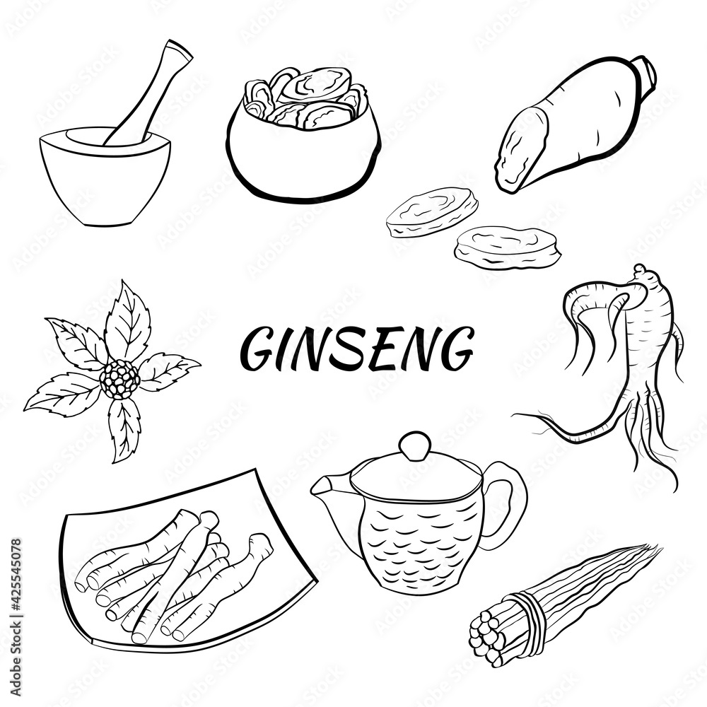 Drawing of leaves and root of ginseng. Ginseng root and berry vector ...