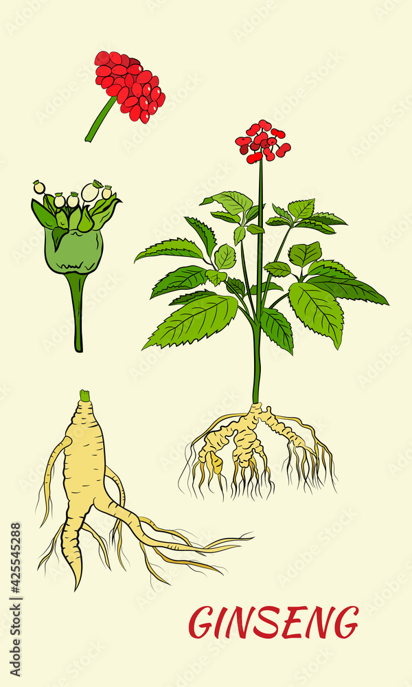 Drawing of leaves and root of ginseng. Ginseng root and berry vector ...