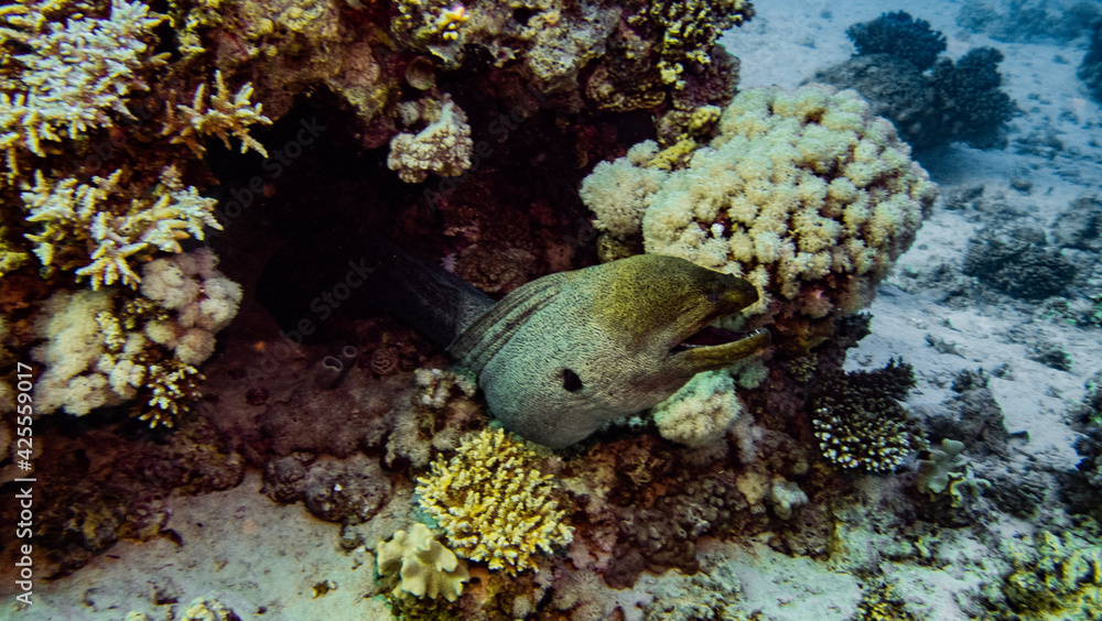 Underwater photography of a liveaboard diving trip in the Red Sea ...