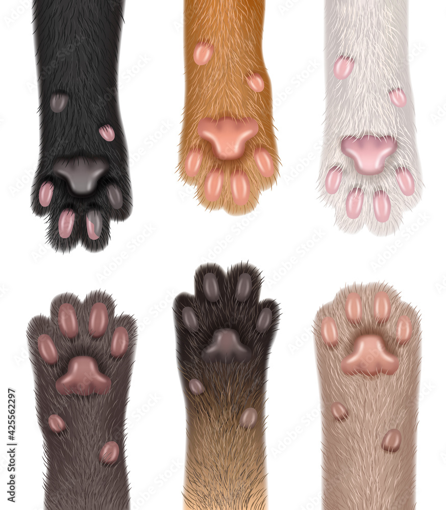 Paw cats. Collection of realistic domestic animals fluffy body parts ...
