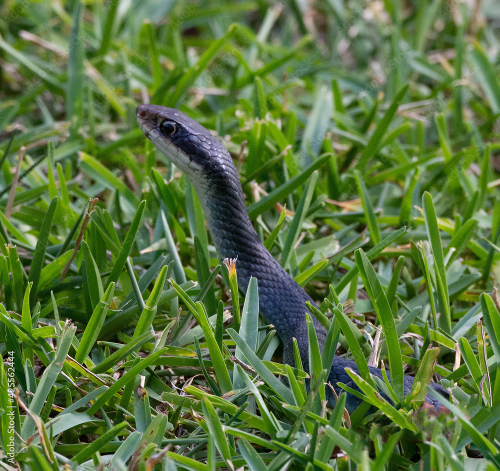 Black racer snake with white underside is holding its head high while ...