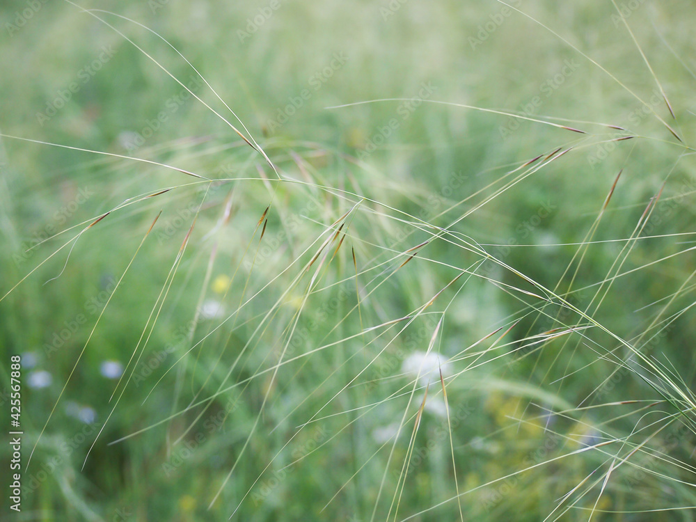 Summer background with green grass. Green texture, grass texture with ...