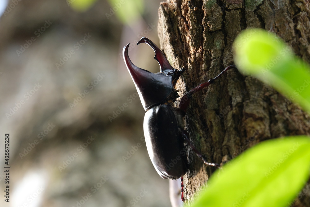 rhinoceros beetle climbing on a tree, also called as xylotrupes gideon ...