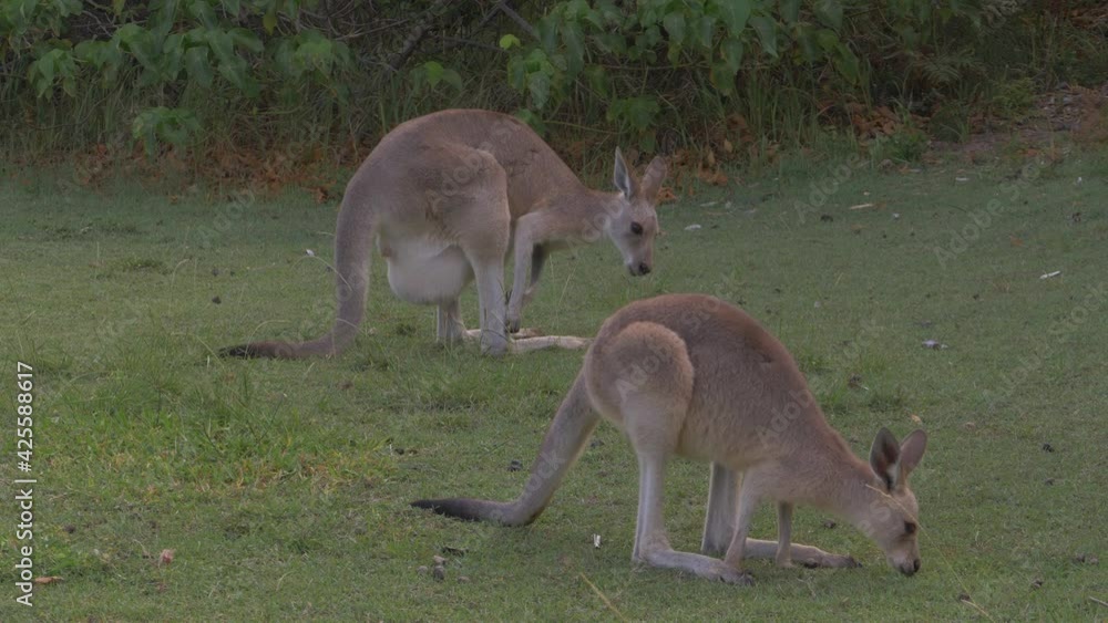 North Stradbroke Island Landscape With Grazing Kangaroos In North Gorge ...