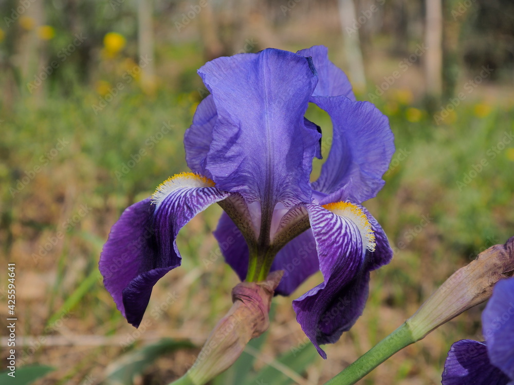 Foto de Iris L., è un genere di piante della famiglia delle Iridaceae ...