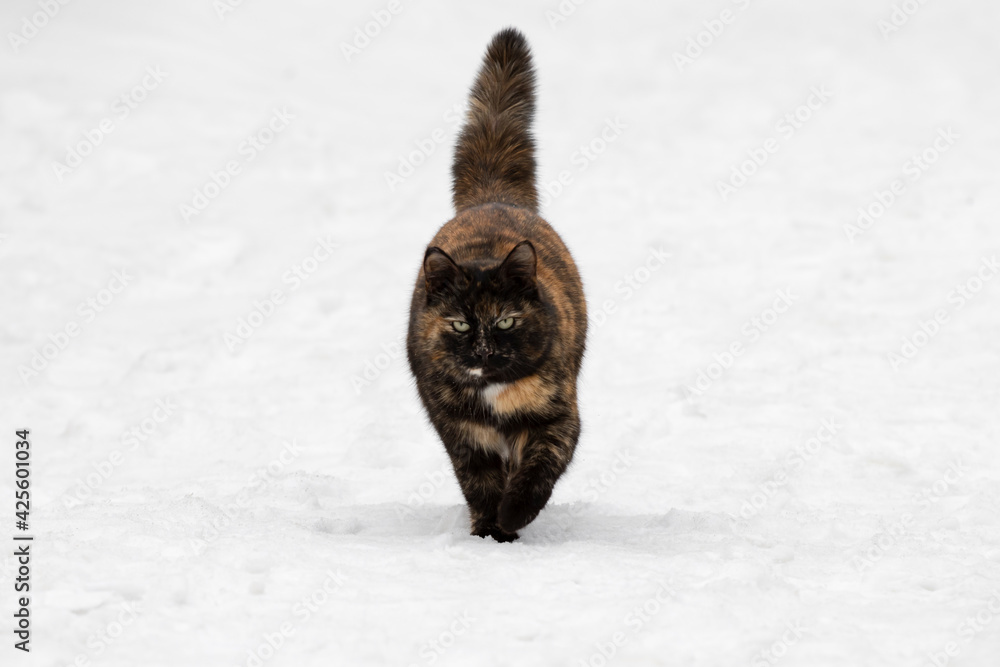 The three-color cat comes with a menacing view of the camera. A cat ...