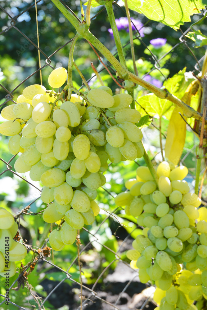 Growing table grape: A close-up on large clusters of ripe Pleven table ...