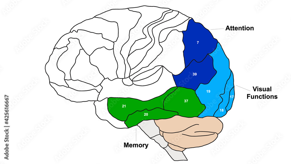 Brain Brodmann area region of the cerebral cortex wit numbers and ...