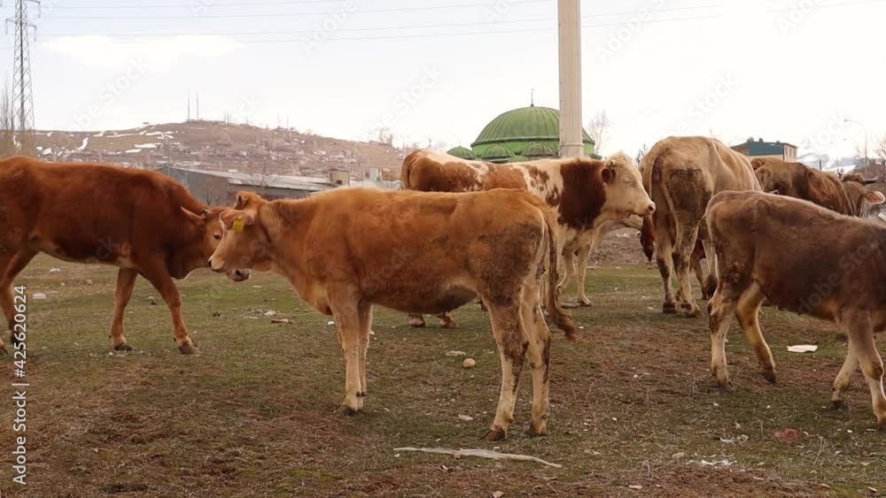 These cows, bulls and calves are raised freely in the countryside ...