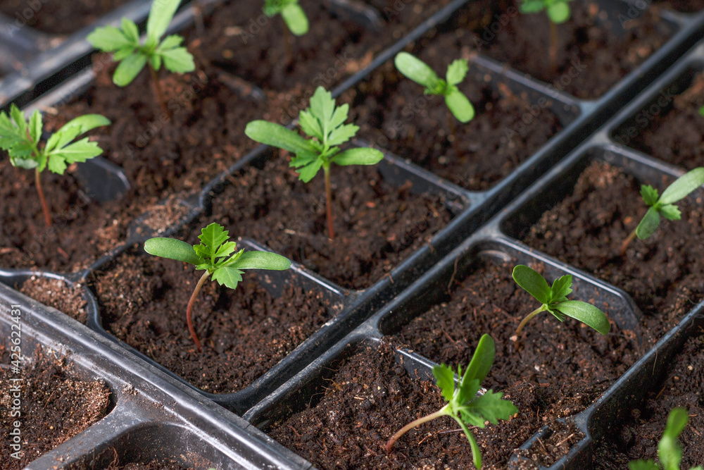 Marigold Seeds Germination