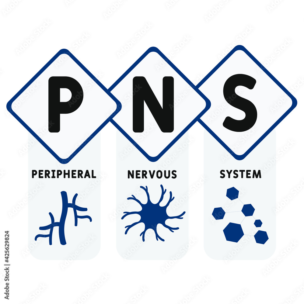 PNS - Peripheral Nervous System acronym. business concept background ...