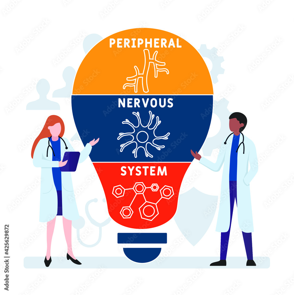 Flat design with people. PNS - Peripheral Nervous System acronym ...