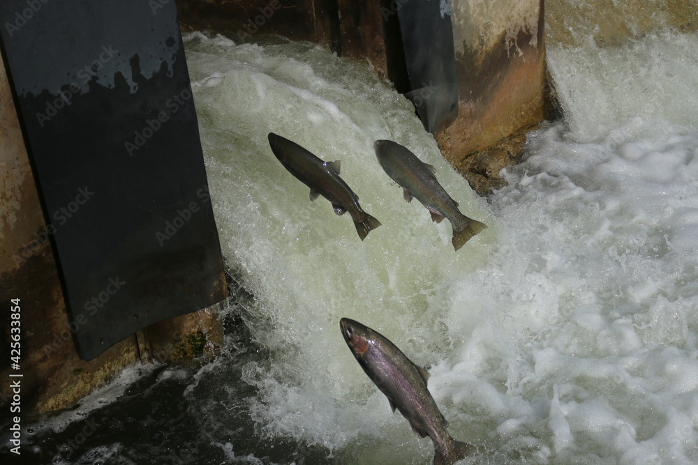 Rainbow Trout (Steelhead) fish jumping up man made fish ladder during ...