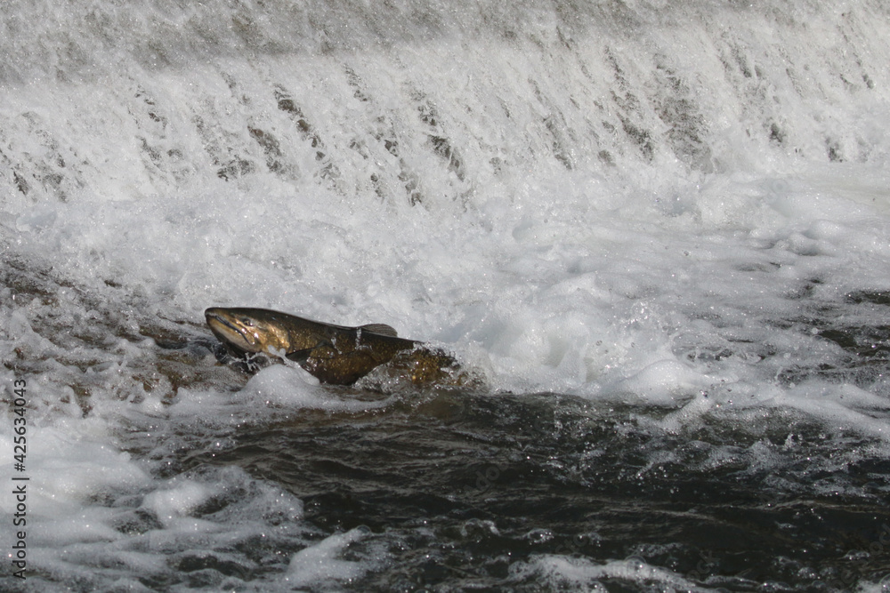 Rainbow Trout (Steelhead) fish jumping up man made fish ladder during ...