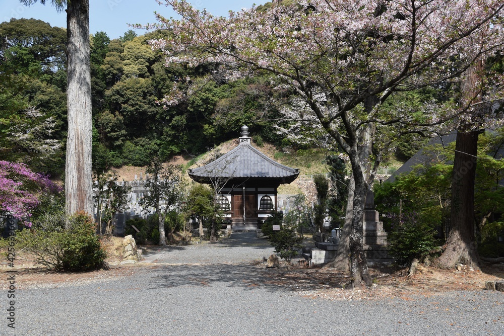 A scene of the precincts of a Japanese temple,'Honkoji temple' in Kosai ...