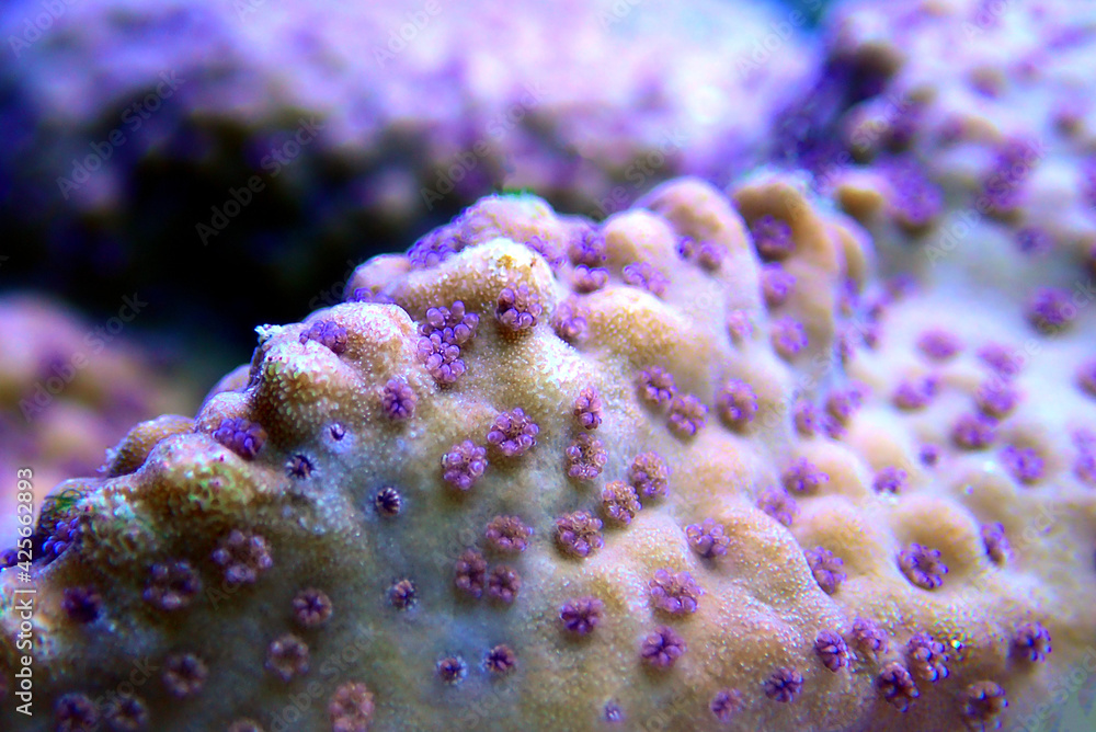 Ultra macro polyps scene from Montipora short polyp stony coral Stock ...