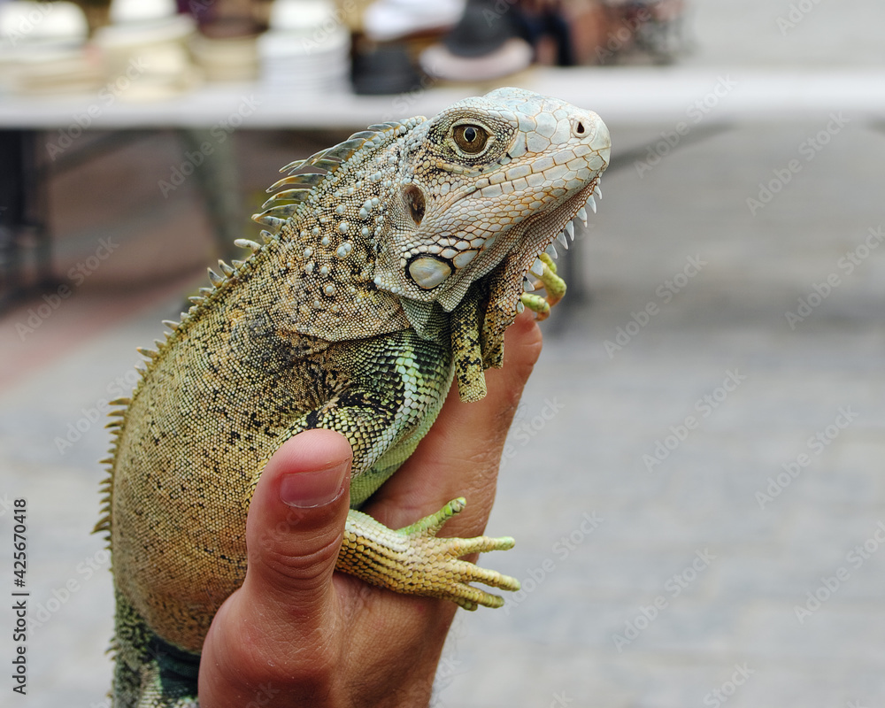 Foto de This image shows a man holding an iguana at a town square in ...
