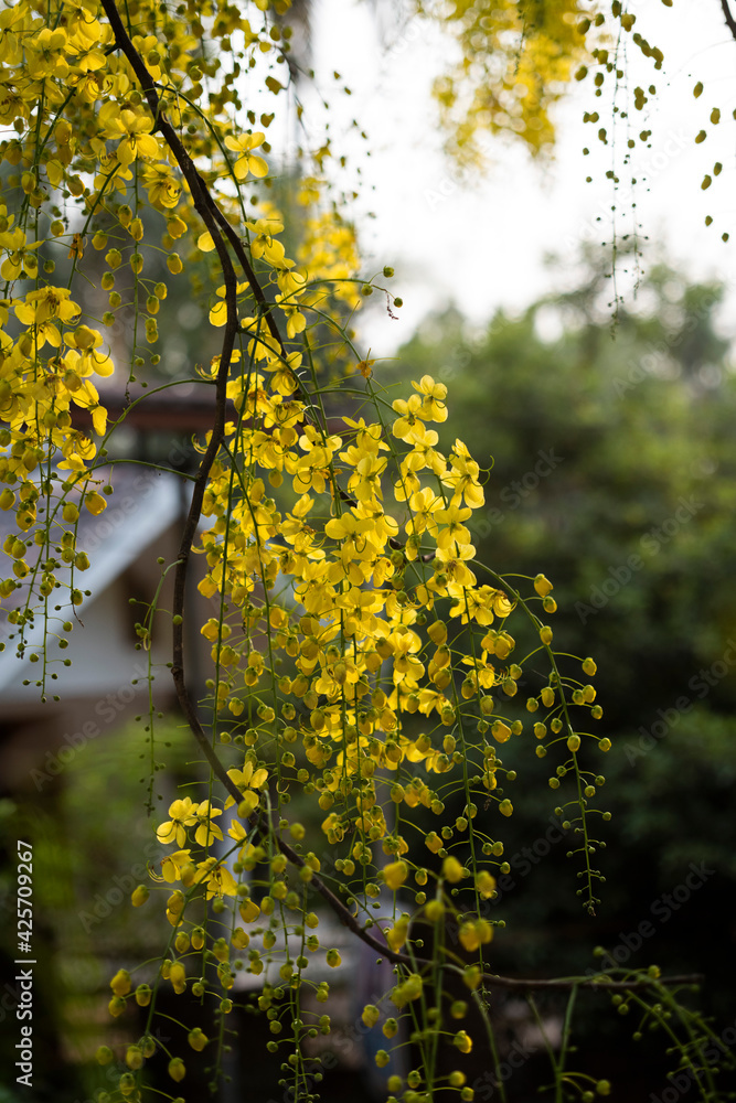 Foto de Kanikonna / Konnapoo - The Vishu Special Flower Cassia fistula, commonly known as golden ...