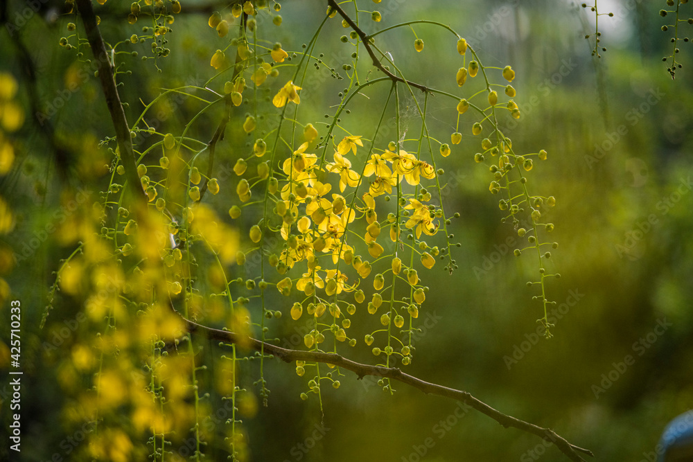 Kanikonna / Konnapoo - The Vishu Special Flower Cassia fistula, commonly known as golden shower ...