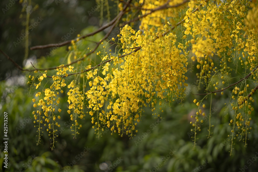 Kanikkonna - Golden shower, Cassia Fistula, bloom in tree. This flower is using by Hindu Vishu ...