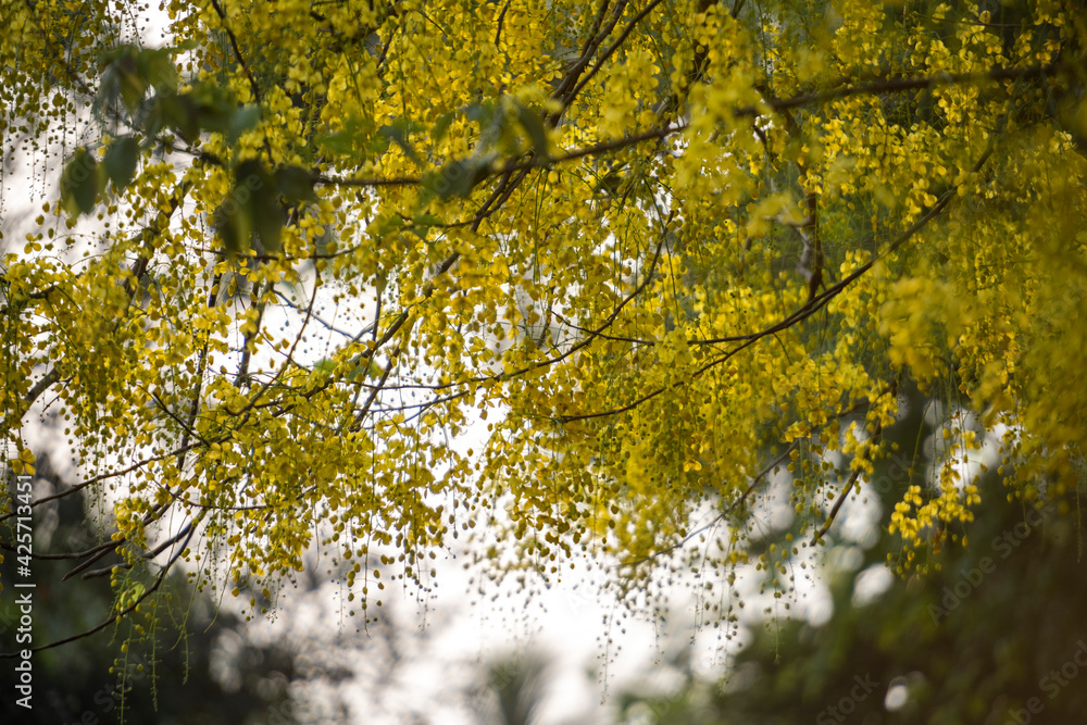 Kanikkonna - Golden shower, Cassia Fistula, bloom in tree. This flower is using by Hindu Vishu ...