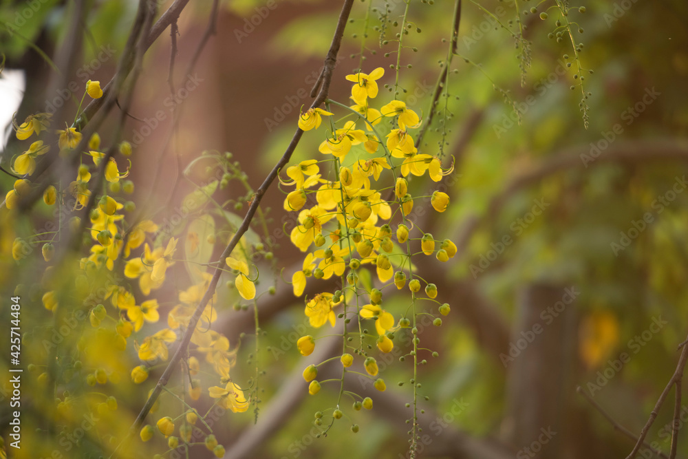 Kanikkonna - Golden shower, Cassia Fistula, bloom in tree. This flower is using by Hindu Vishu ...