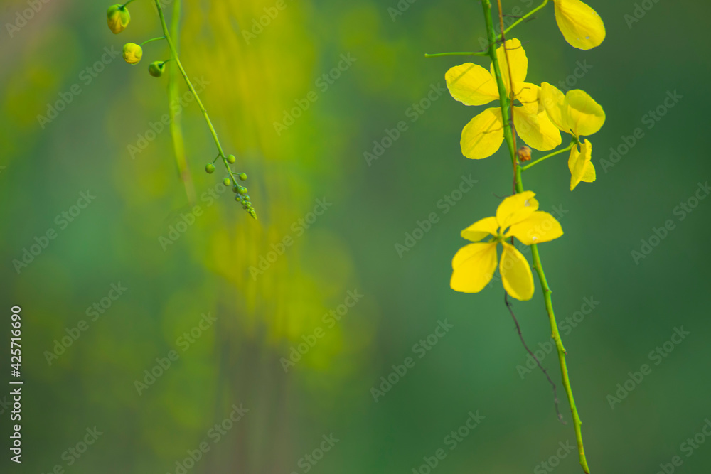 Kanikkonna - Golden shower, Cassia Fistula, bloom in tree. This flower ...