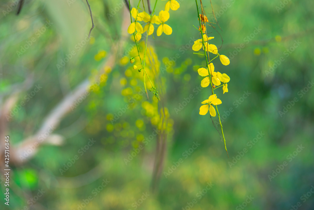 Kanikkonna - Golden shower, Cassia Fistula, bloom in tree. This flower is using by Hindu Vishu ...