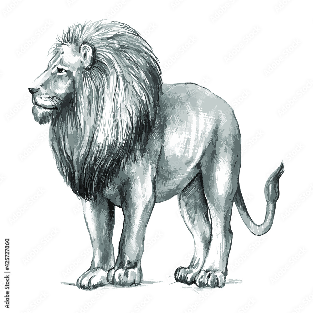 vector realistic image of lion, pencil drawing, king of beasts Stock ...