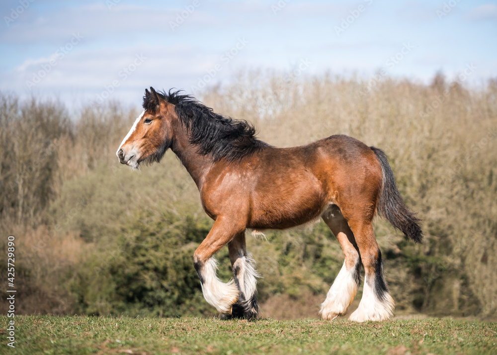 Bay Shire Horse
