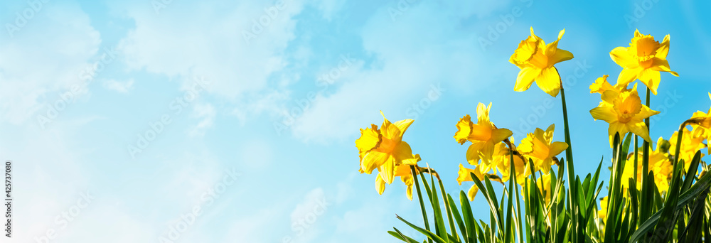 Spring flower background Daffodils against a blue sky Stock Photo ...