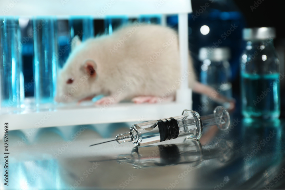 Rat in chemical laboratory, focus on syringe. Animal testing Stock ...